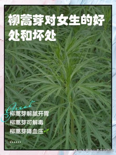 柳蒿芽的副作用有哪些_柳蒿芽吃多了会怎样-第1张图片-山城妙识