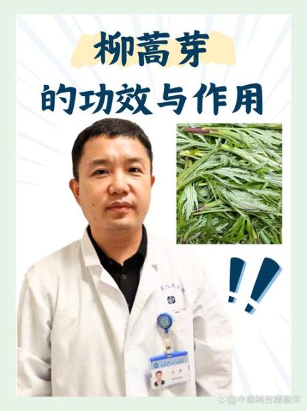 柳蒿芽的副作用有哪些_柳蒿芽吃多了会怎样-第2张图片-山城妙识