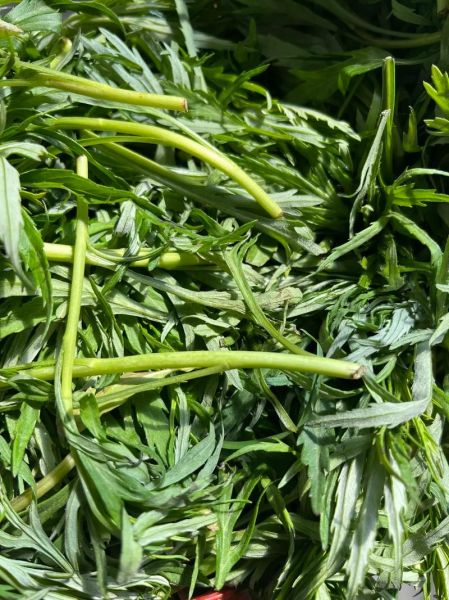 柳蒿芽的副作用有哪些_柳蒿芽吃多了会怎样-第3张图片-山城妙识