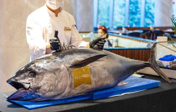 蓝旗金枪鱼多少钱一斤_蓝旗金枪鱼怎么做好吃-第3张图片-山城妙识