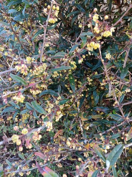 豪猪刺的功效与作用_豪猪刺能治什么病-第1张图片-山城妙识