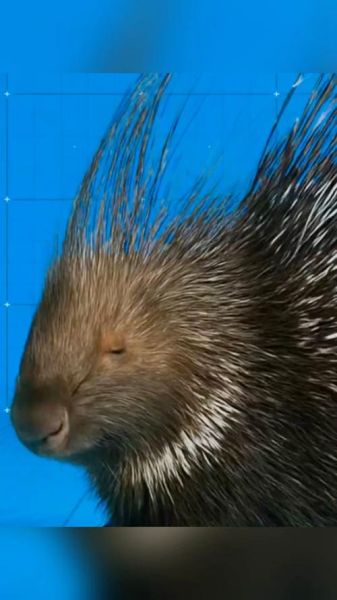 豪猪刺的功效与作用_豪猪刺能治什么病-第3张图片-山城妙识