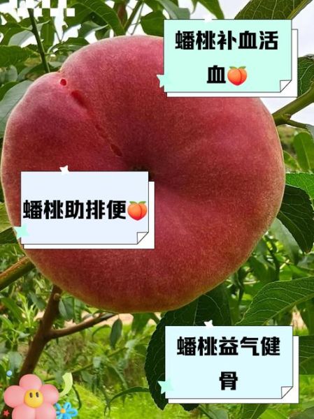 蟠桃读音怎么读_蟠桃的正确拼音是什么-第1张图片-山城妙识