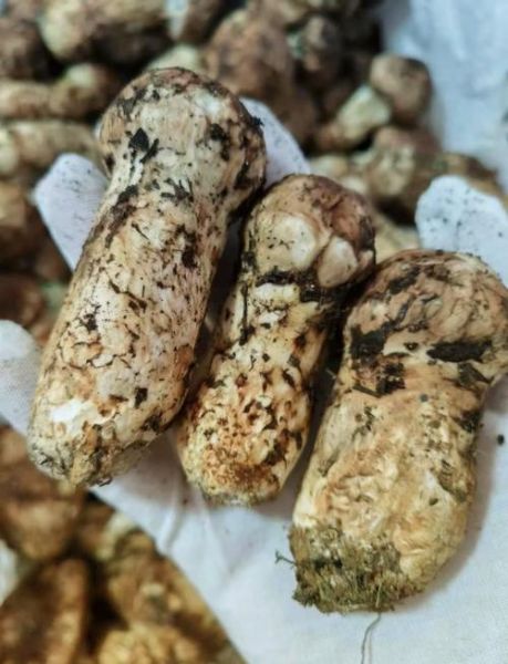 新鲜松茸多少钱一斤_2024最新价格行情-第1张图片-山城妙识