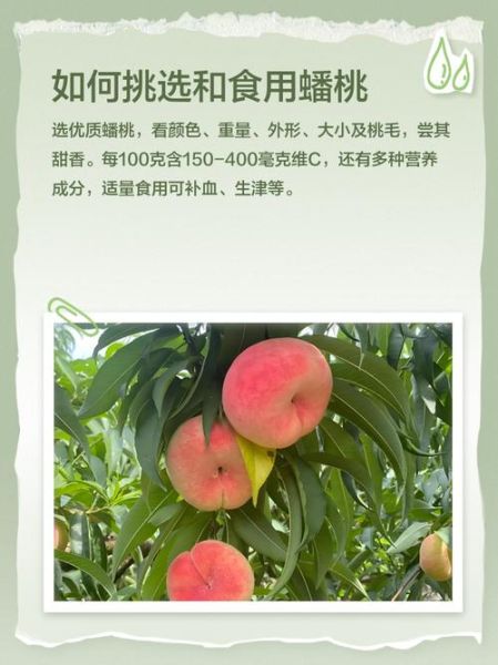 蟠桃读音怎么读_蟠桃的正确拼音是什么-第3张图片-山城妙识