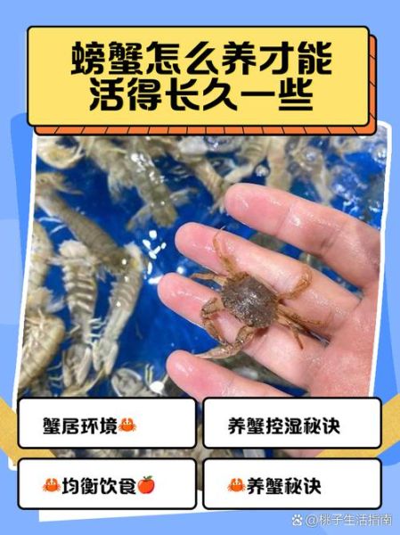 小螃蟹吃什么食物_怎么养-第3张图片-山城妙识