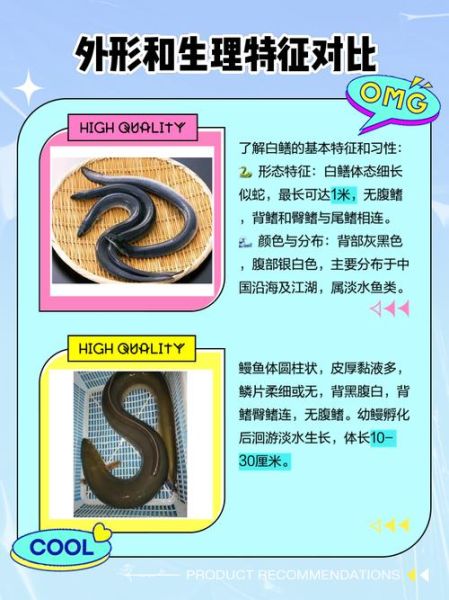 长江白鳝鱼图片大全_如何辨别野生与养殖-第1张图片-山城妙识