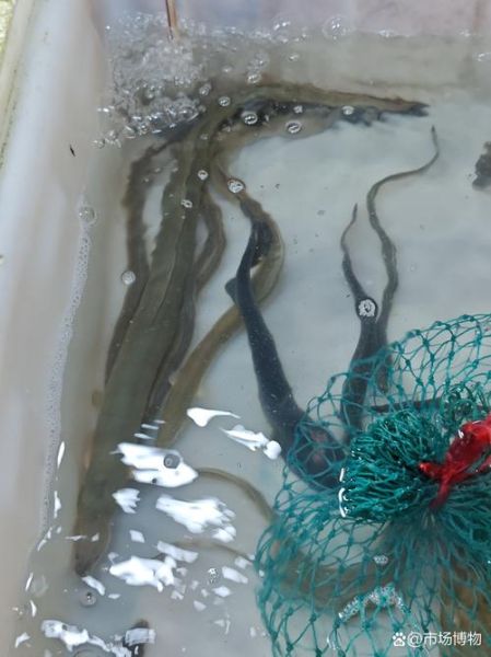 长江白鳝鱼图片大全_如何辨别野生与养殖-第2张图片-山城妙识