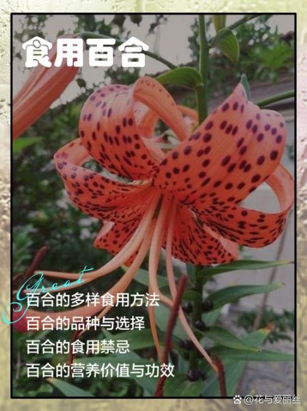 哪些人不适合吃百合_百合过敏人群能吃吗-第1张图片-山城妙识