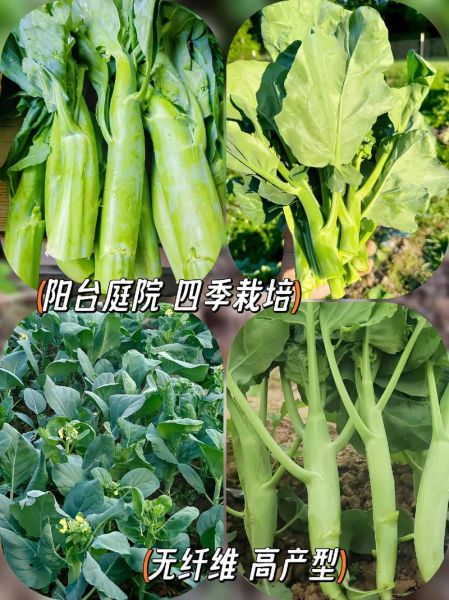 芥蓝和菜心是一个东西吗_芥蓝与菜心的区别-第2张图片-山城妙识