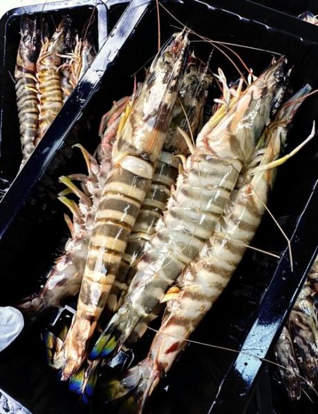 竹节虾煮几分钟才熟_竹节虾冷水下锅还是热水-第2张图片-山城妙识