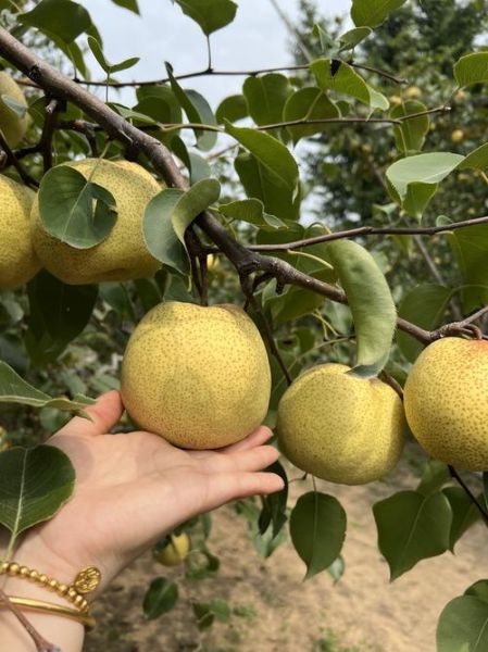 吃着软糯的梨叫什么_软糯梨品种推荐-第3张图片-山城妙识