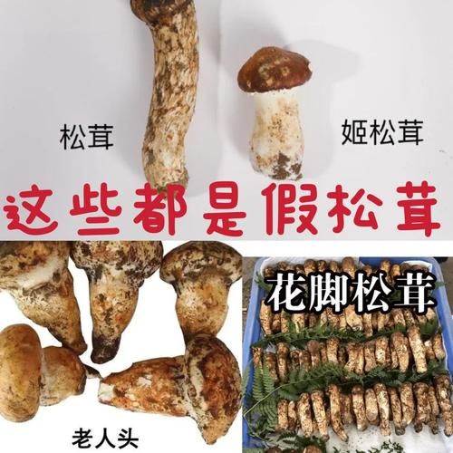 姬松茸和松茸的区别_如何一眼分辨真假松茸-第2张图片-山城妙识