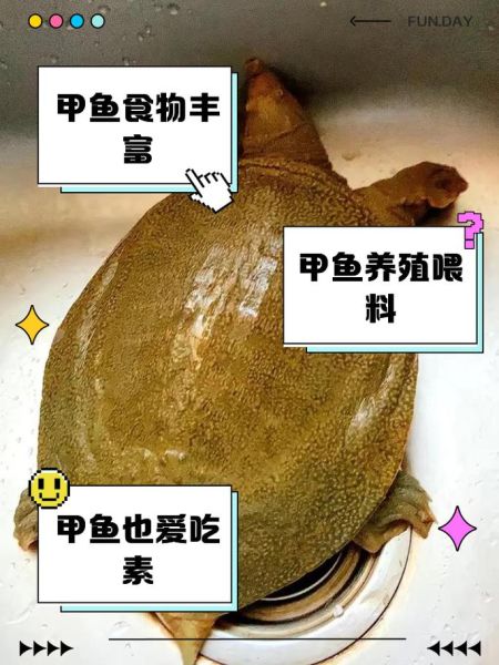 甲鱼怎么养才能活得久_甲鱼吃什么长得快-第1张图片-山城妙识