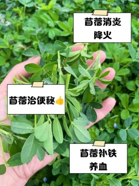 苜蓿草怎么吃_苜蓿草有什么功效-第1张图片-山城妙识