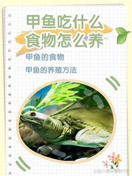 甲鱼怎么养才能活得久_甲鱼吃什么长得快-第3张图片-山城妙识