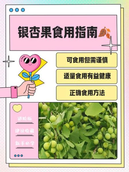 银杏果怎么吃最安全_银杏果一天吃多少粒-第1张图片-山城妙识