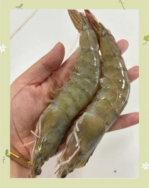 厄瓜多尔白虾还能吃吗_白虾安全检测标准-第1张图片-山城妙识