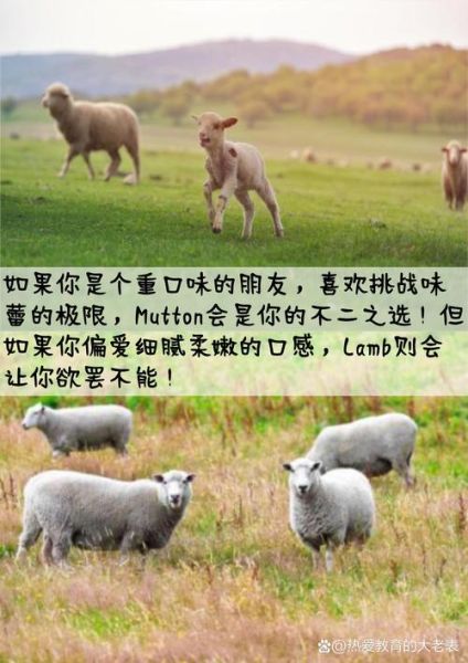 羊肉英语怎么读_mutton和lamb区别-第2张图片-山城妙识