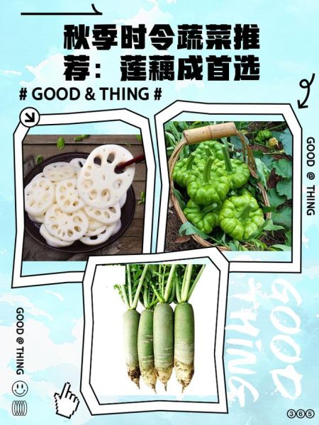 秋季吃什么菜好_秋天时令蔬菜推荐-第1张图片-山城妙识 秋季吃什么菜好_秋天时令蔬菜推荐-第1张图片-山城妙识