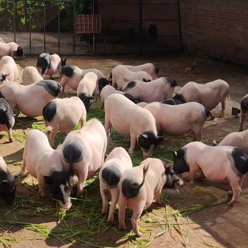 巴马香猪多少钱一头_巴马香猪价格影响因素-第1张图片-山城妙识