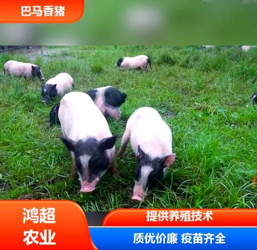 巴马香猪多少钱一头_巴马香猪价格影响因素-第2张图片-山城妙识