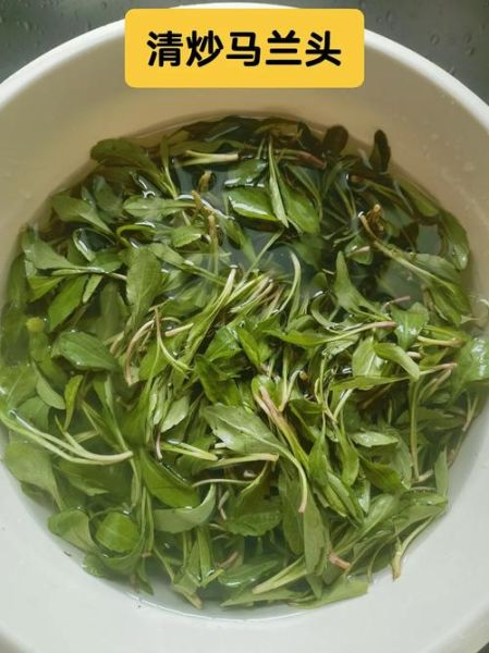 清炒马兰头怎么做好吃_清炒马兰头要不要焯水-第1张图片-山城妙识