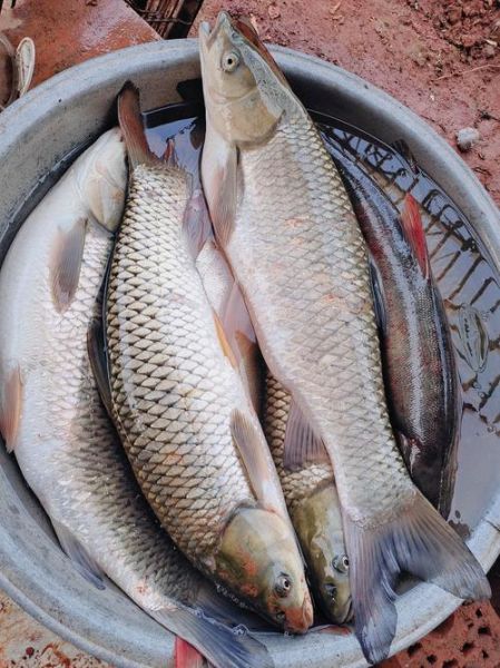 草鱼图片大全_草鱼高清图片怎么拍-第1张图片-山城妙识