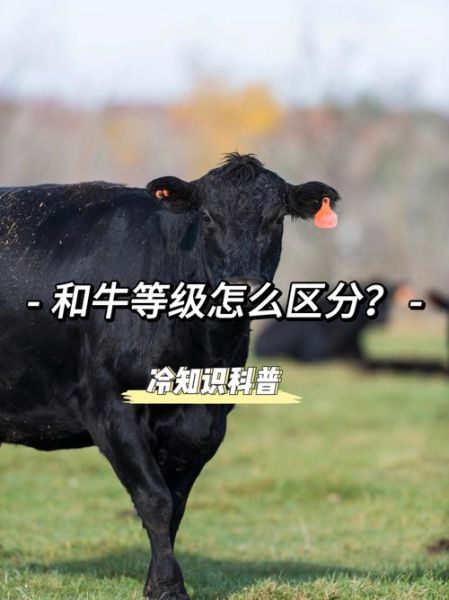 和牛是什么_和牛等级怎么分-第1张图片-山城妙识 和牛是什么_和牛等级怎么分-第1张图片-山城妙识