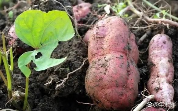 为什么没有北瓜_北瓜传说真相-第3张图片-山城妙识