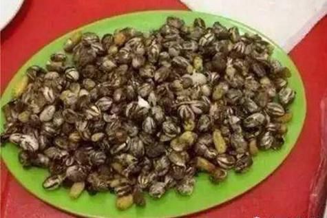 八角丁虫扎人后照片_被八角丁虫咬了怎么办-第1张图片-山城妙识 八角丁虫扎人后照片_被八角丁虫咬了怎么办-第1张图片-山城妙识