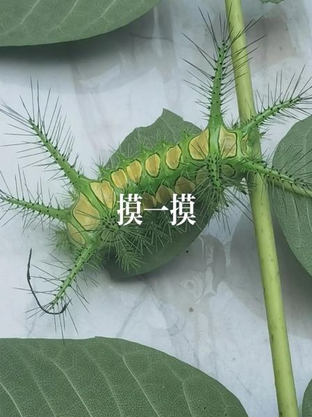 八角丁虫扎人后照片_被八角丁虫咬了怎么办-第3张图片-山城妙识 八角丁虫扎人后照片_被八角丁虫咬了怎么办-第3张图片-山城妙识