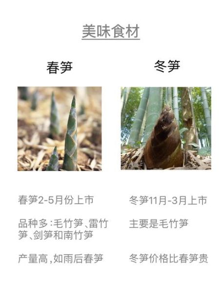 冬笋会长成春笋吗_冬笋与春笋区别-第1张图片-山城妙识