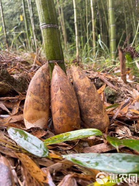 冬笋会长成春笋吗_冬笋与春笋区别-第3张图片-山城妙识