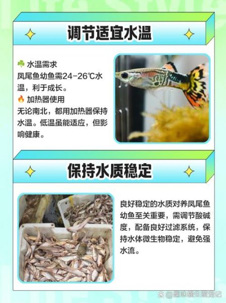 凤尾鱼怎么养_凤尾鱼能活多久-第1张图片-山城妙识