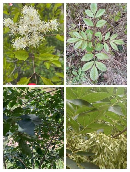 秦皮的功效与作用有哪些_秦皮能治疗哪些疾病-第3张图片-山城妙识 秦皮的功效与作用有哪些_秦皮能治疗哪些疾病-第3张图片-山城妙识