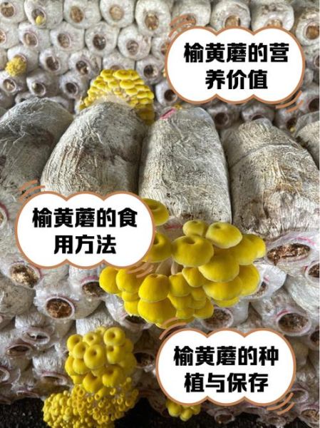 野生黄丝菌能吃吗_野生黄丝菌怎么做好吃-第2张图片-山城妙识