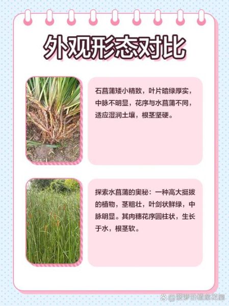 石菖蒲与水菖蒲的区别_如何快速区分两种菖蒲-第2张图片-山城妙识