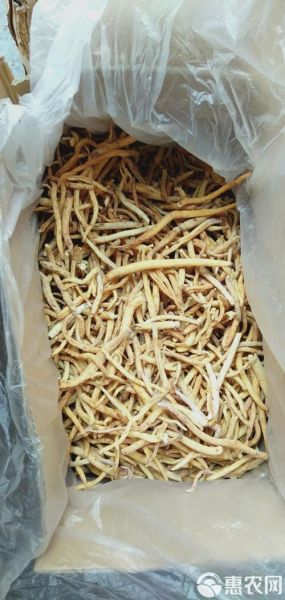 沙参图片大全高清图片_沙参长什么样-第2张图片-山城妙识