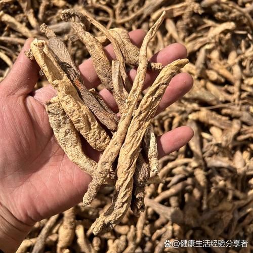 沙参图片大全高清图片_沙参长什么样-第3张图片-山城妙识