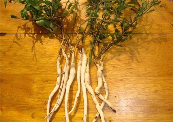 沙参图片大全高清图片_沙参长什么样-第1张图片-山城妙识