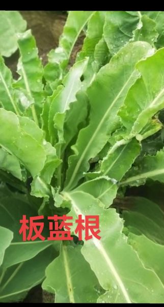 蓝培根是什么_蓝培根好吃吗-第1张图片-山城妙识