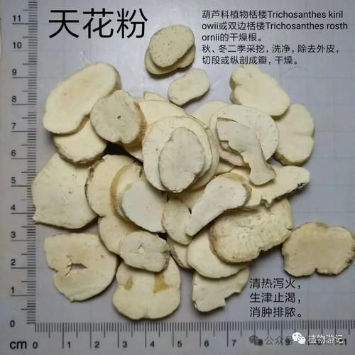 天花粉的副作用有哪些_如何避免天花粉的不良反应-第3张图片-山城妙识