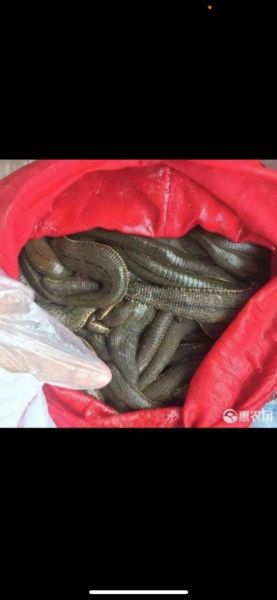 水蛭多少钱一斤_水蛭价格影响因素-第3张图片-山城妙识