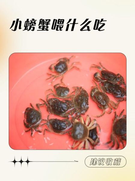 野生螃蟹吃什么食物好养活_怎么养不死亡-第1张图片-山城妙识