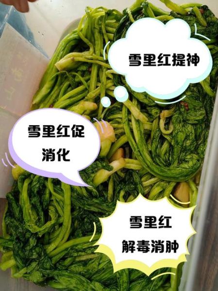 雪里红三白瓜的功效与作用_怎么吃最养生-第3张图片-山城妙识