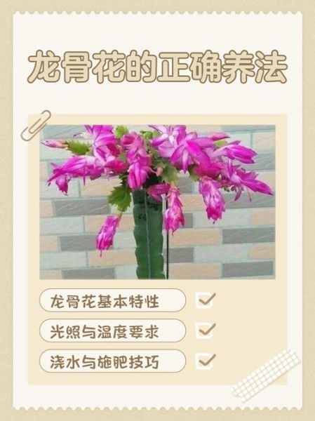 龙骨花怎么养_龙骨花多久浇一次水-第2张图片-山城妙识