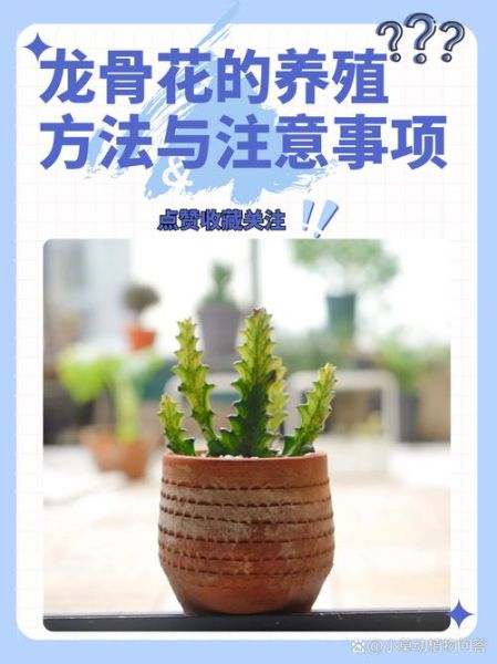 龙骨花怎么养_龙骨花多久浇一次水-第1张图片-山城妙识