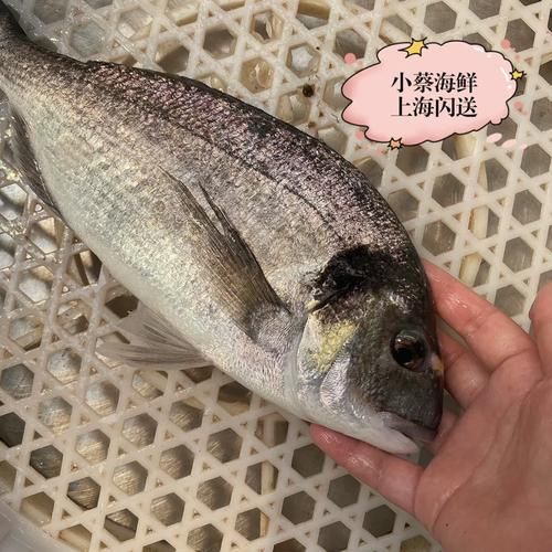 加吉鱼的营养价值_加吉鱼的功效与作用-第3张图片-山城妙识