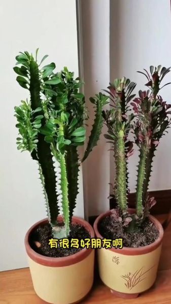 龙骨花怎么养_龙骨花多久浇一次水-第3张图片-山城妙识